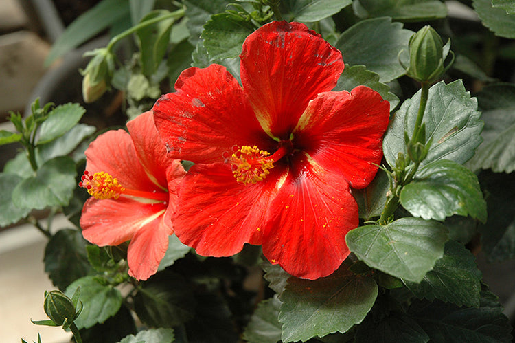 Garden Center and Nurseries Vero Beach, FL – CW Willis Landscaping and ...